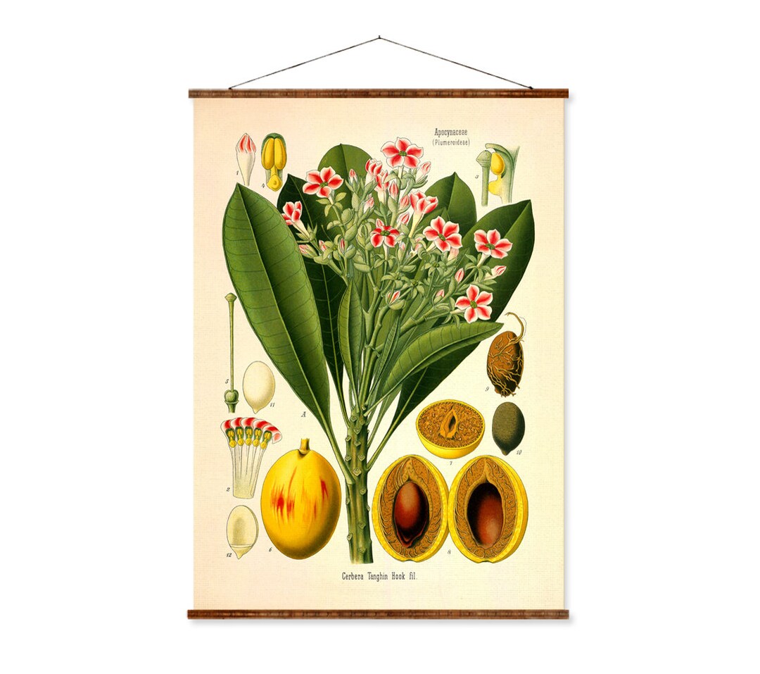 Cerbera Tanghin Botanical Art Scroll: Vintage Medical Plant Print - Etsy
