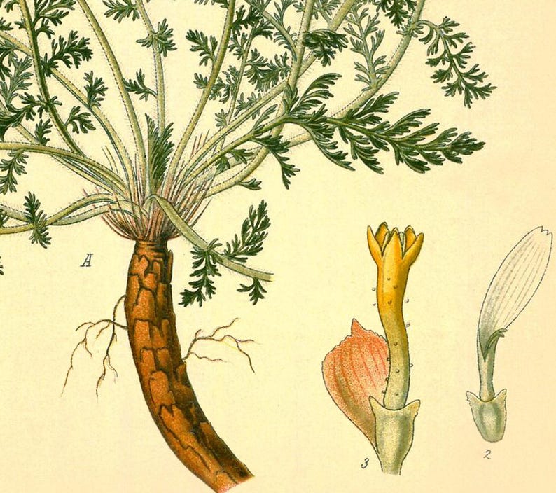 Daisy Botanical Print: Vintage Medical Flower Art Reproduction - Etsy