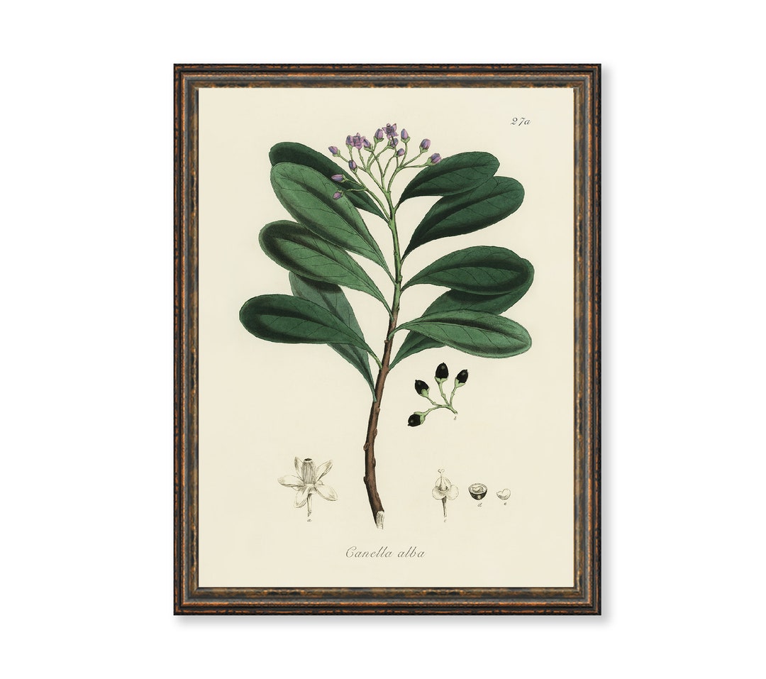 Cinnamon Bark canella Alba Illustration Vintage Botanicals Antique ...