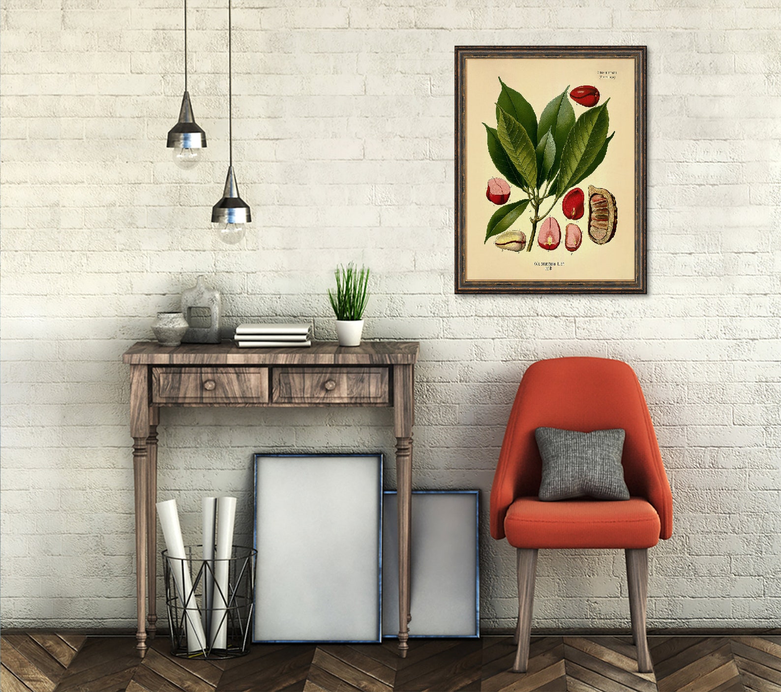 Cola Acuminata Medical Botanical Antique Plant and Herb - Etsy