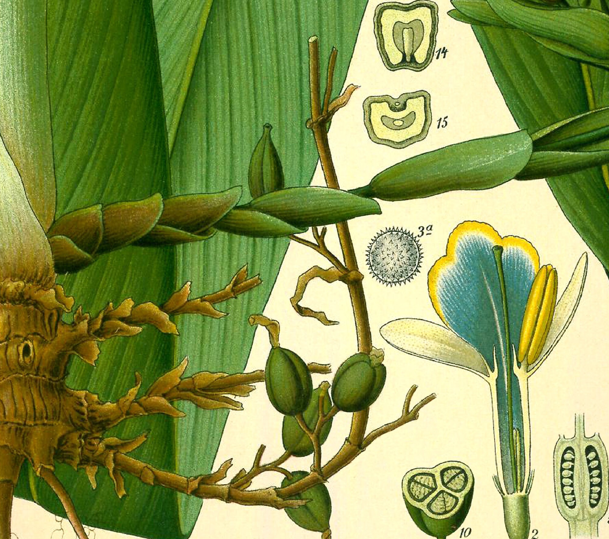 Elettaria Cardamomum Botanical Antique Plant and Herb Drawings - Etsy