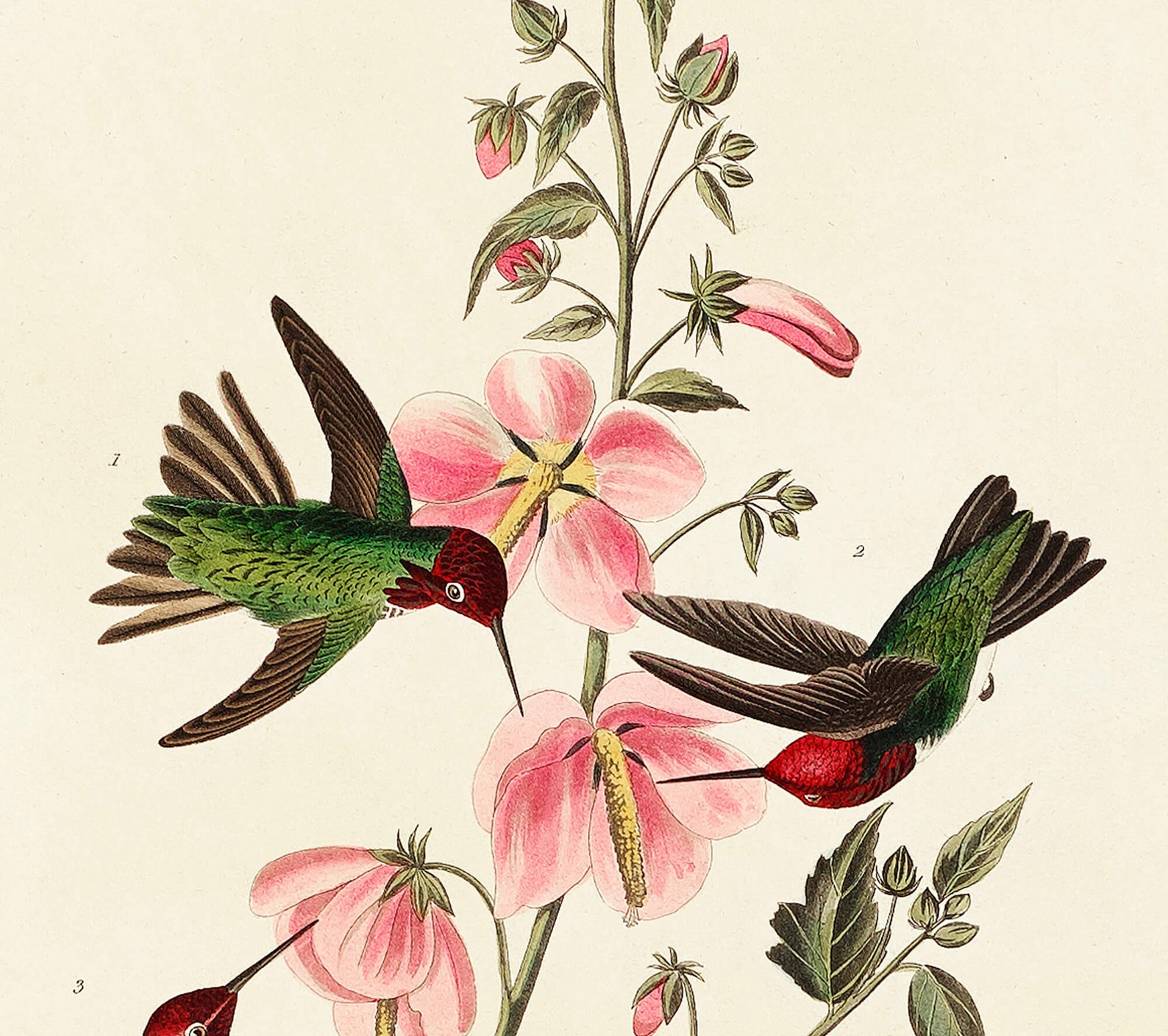 Columbian Humming Bird Illustration Art Decorative Wall Print | Etsy