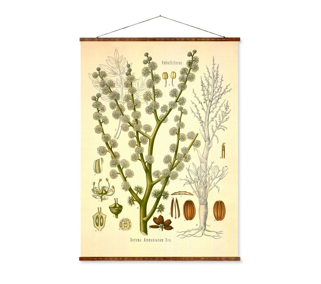 Vintage Botanical Canvas Scroll - Antique Plant Illustration - Etsy