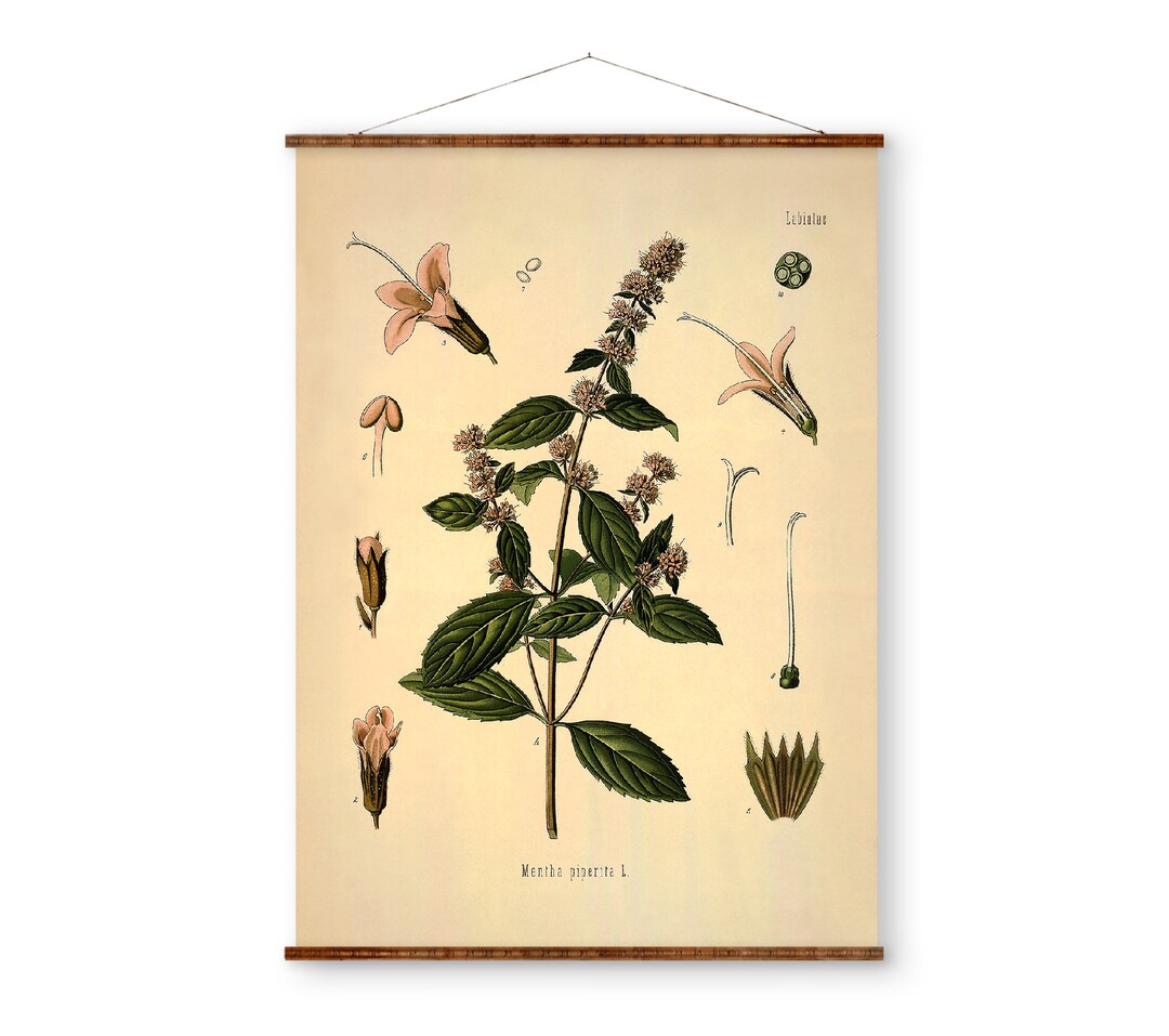 Vintage Peppermint Botanical Print Canvas Scroll Ready to Hang - Etsy