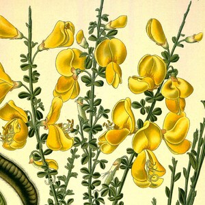 Papilionaceae Botanical Print - Antique Style Canvas Scroll - Etsy