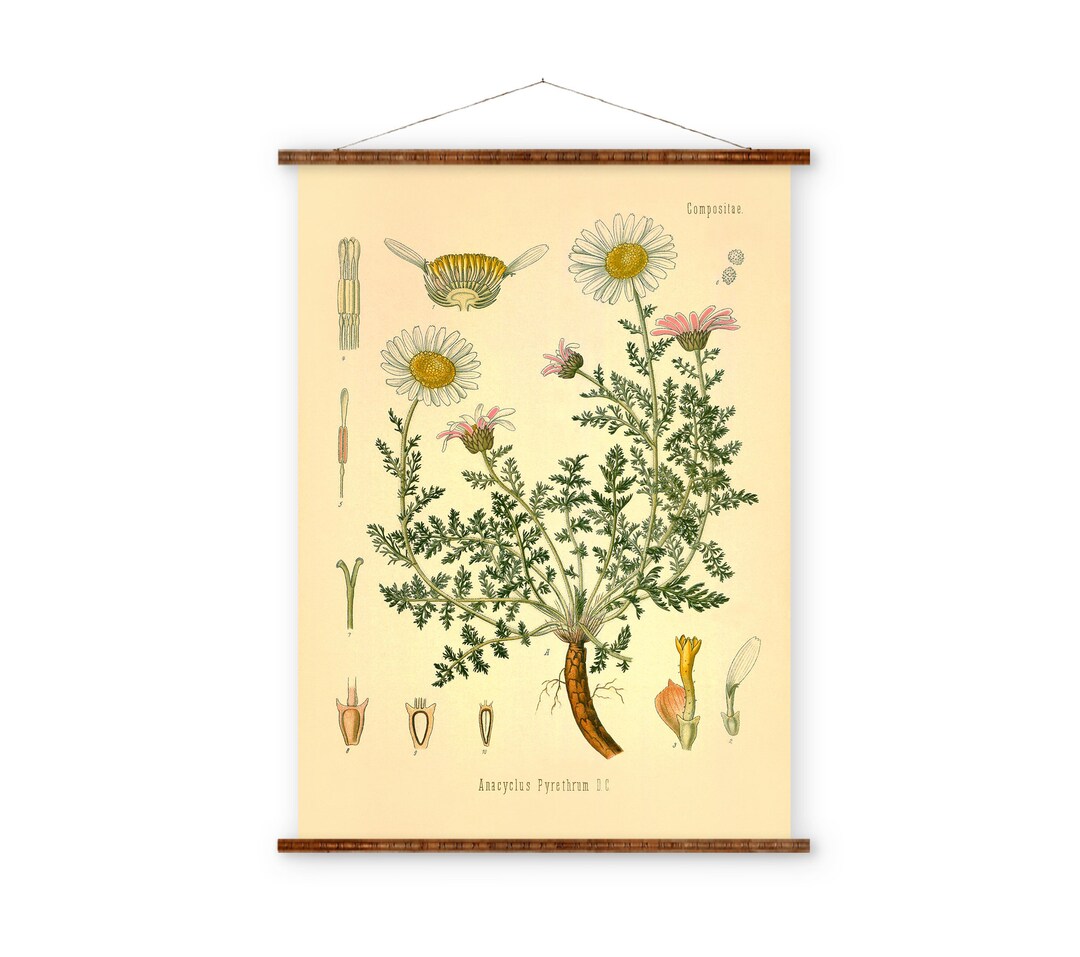 Daisy Anacyclus Pyrethrum Vintage Medical Botanicals Flower Antique ...