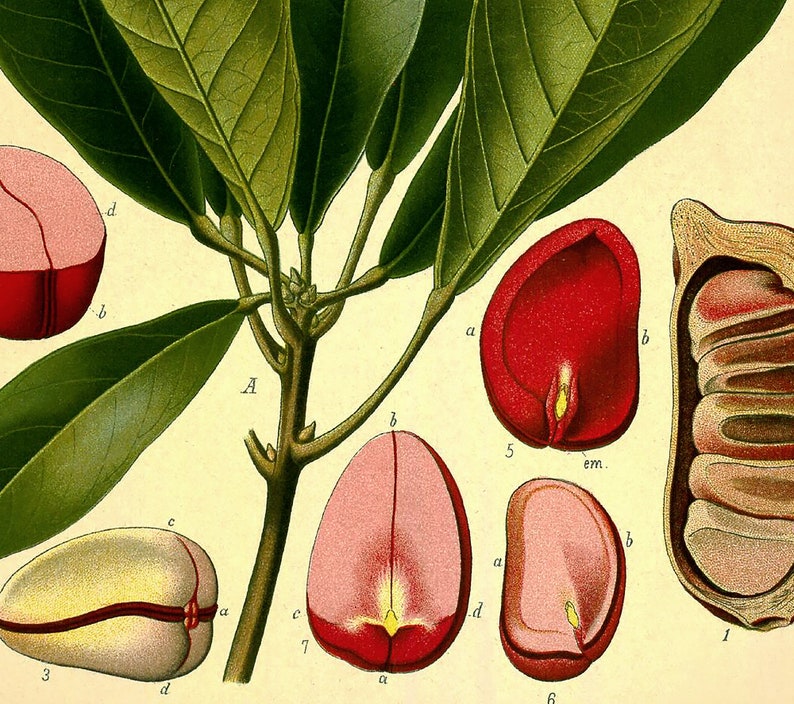 Cola Acuminata Medical Botanical Antique Plant and Herb - Etsy