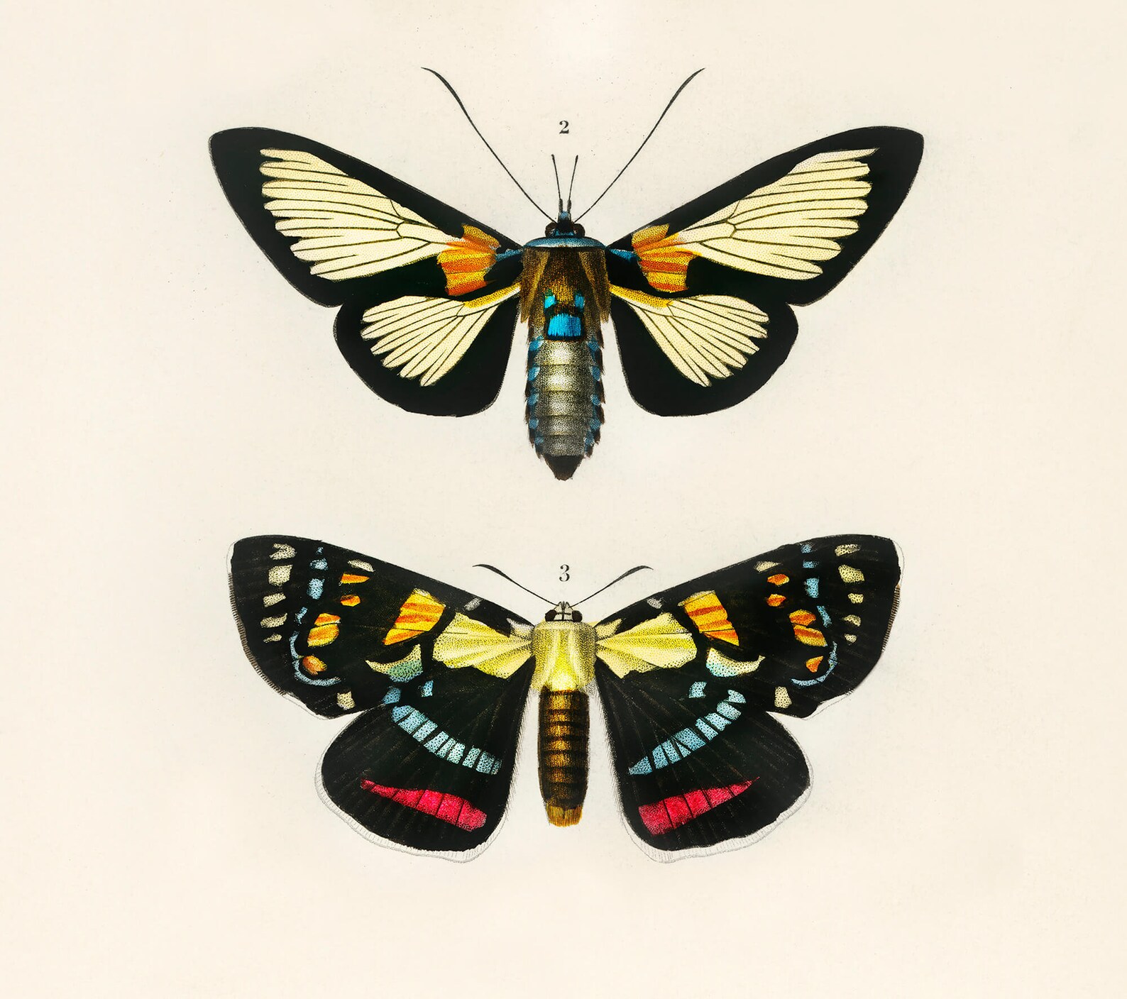 Butterfly Chart Plate 8 Illustration Art Ready to Hang Antique - Etsy