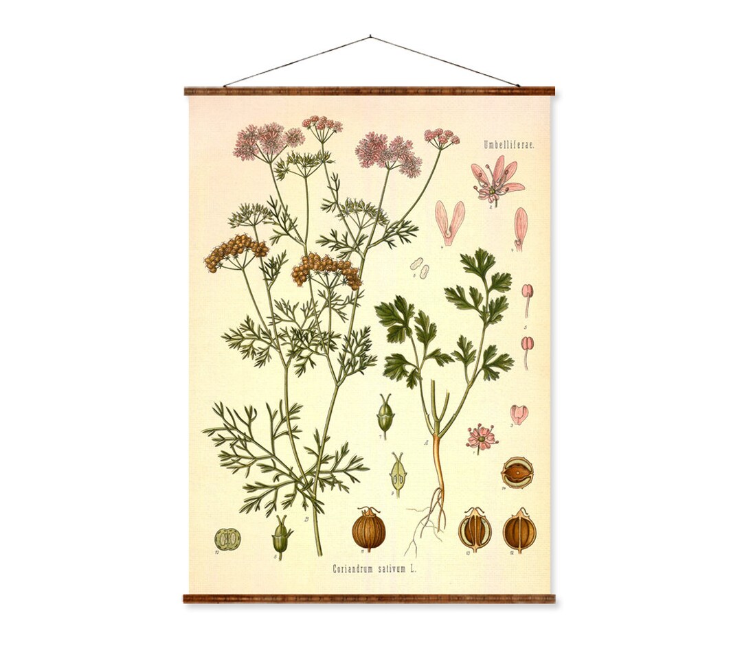 Coriander Botanical Scroll Art - Vintage Kitchen Wall Decor - Etsy