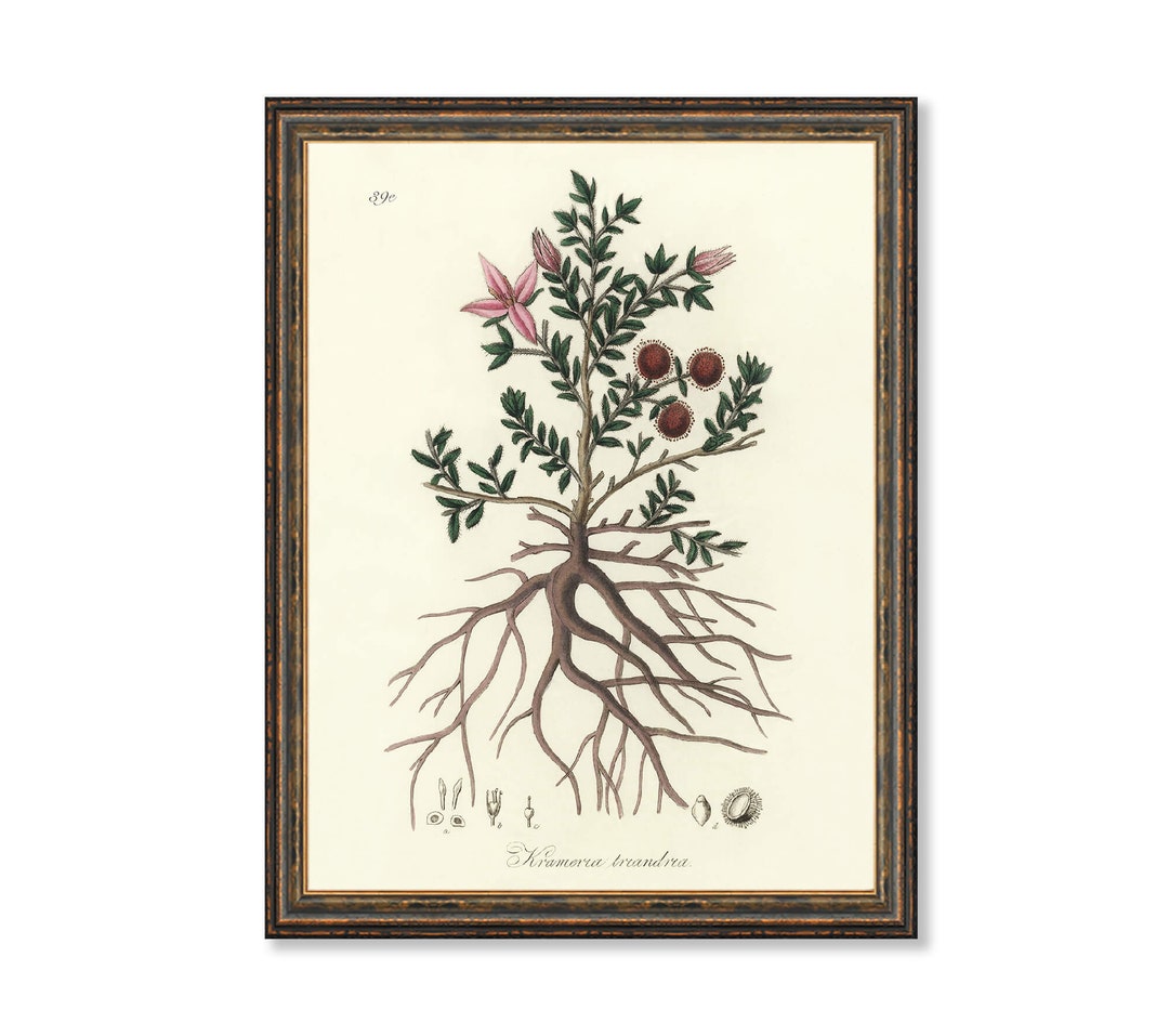 Rhatany Krameria Triandrea Botanicals Floral Antique Plant and Herb ...