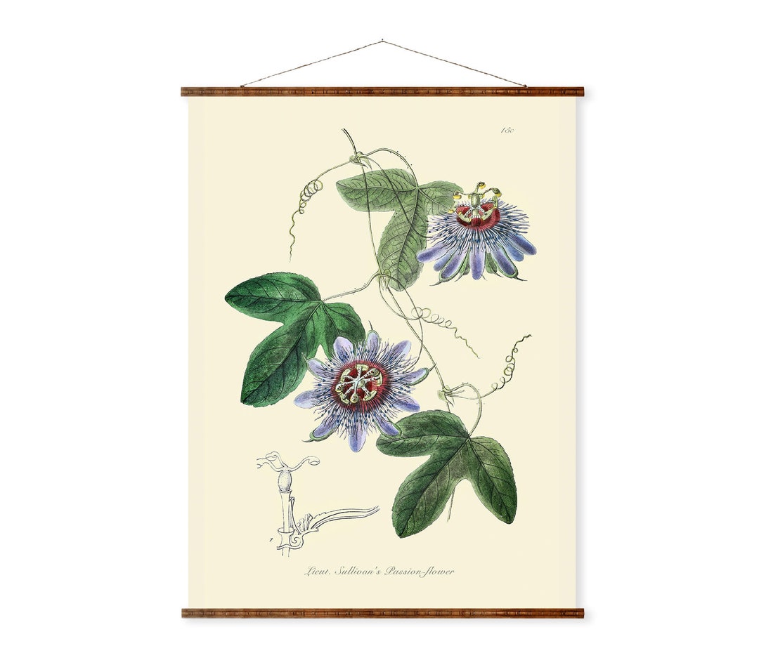 Passion-flower Botanical Canvas Scroll - Vintage Floral Wall Art - Etsy