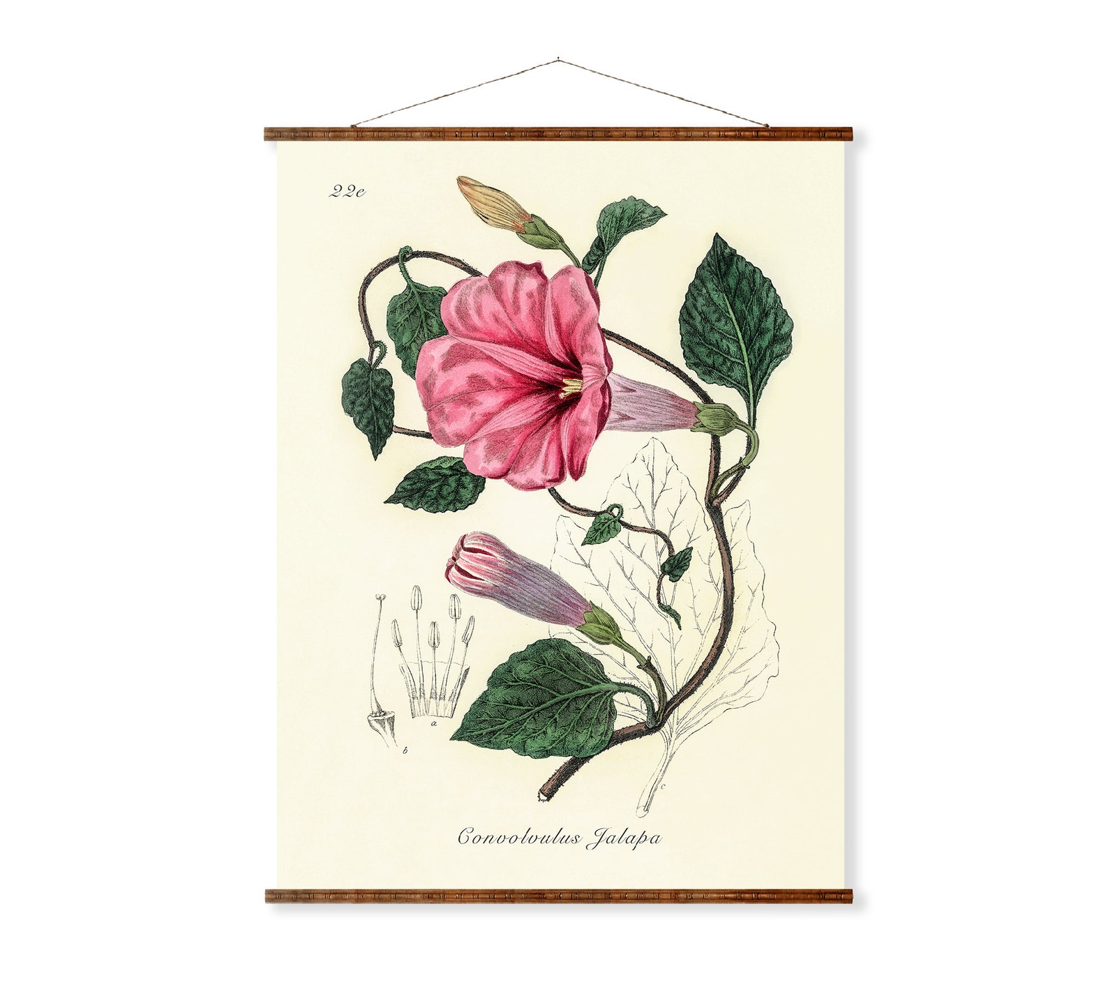 Jalap Botanical Canvas Scroll - Antique Pink Flower Art - Etsy