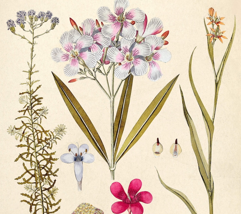 Oleander Botanical Illustration Art Decorative Wall Print - Etsy