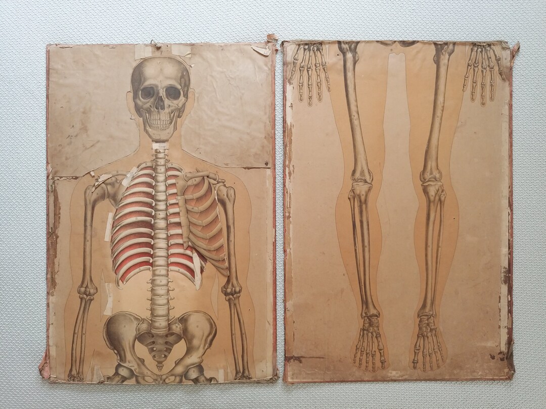 Antique Life-sized Skeleton Anatomy Print: Gothic Home Decor (166x56 Cm ...