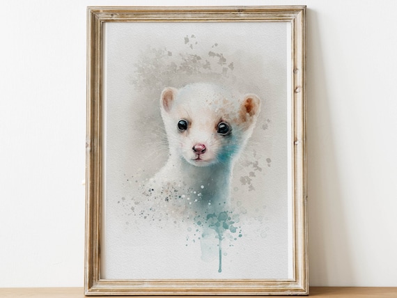 Baby Ermine