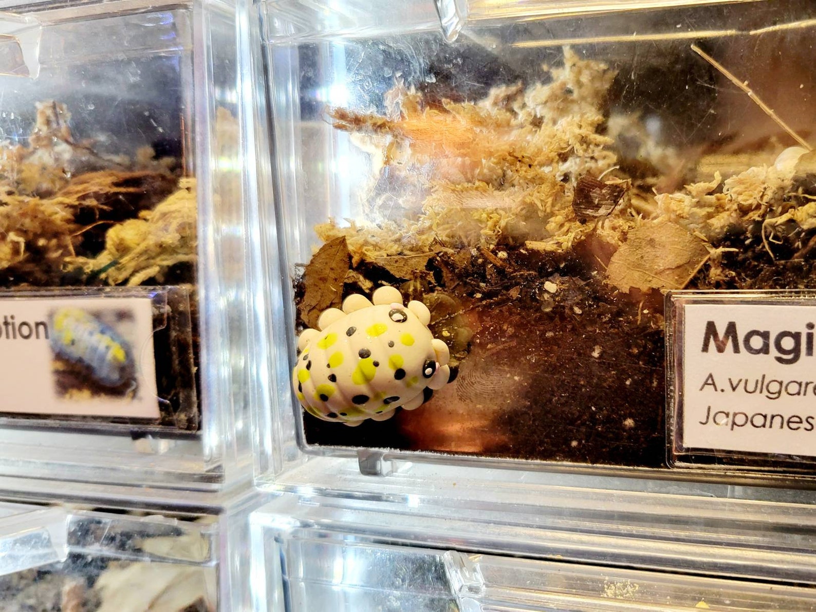 Isopod Bin Label Flair Armadillidums - Etsy