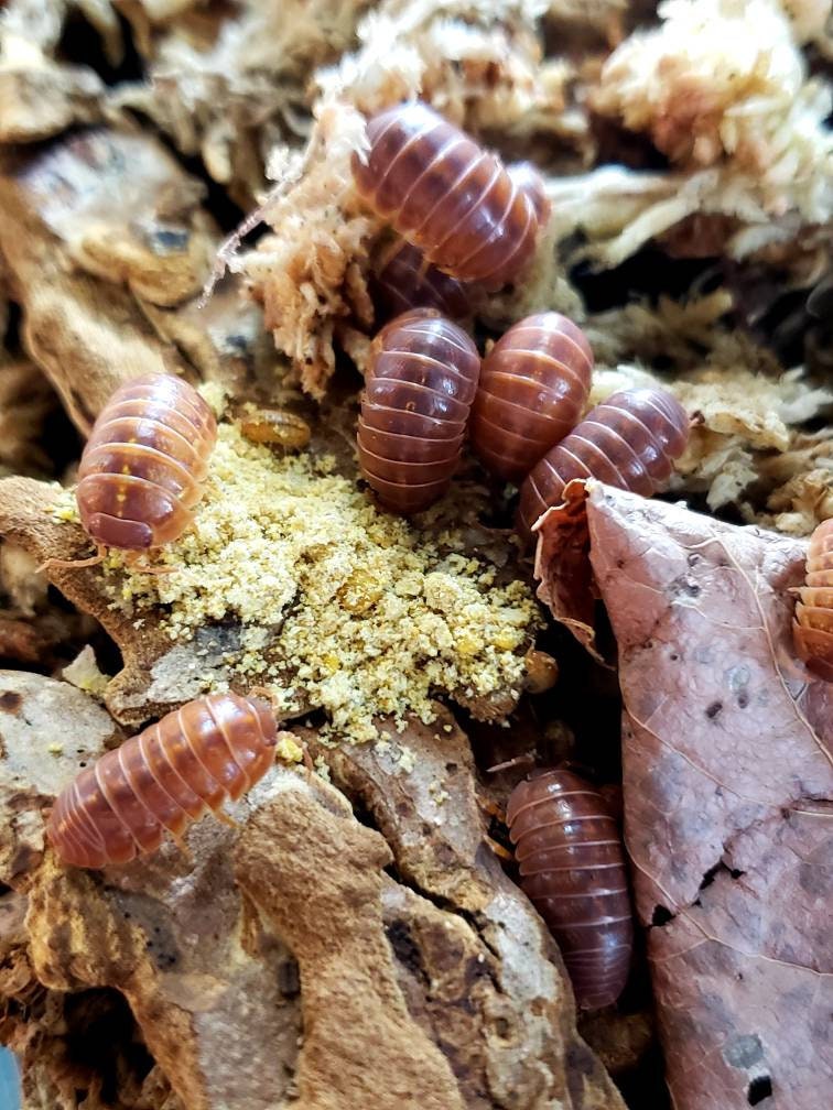 Isopod Food Arthro-pro Protein Blend | Etsy