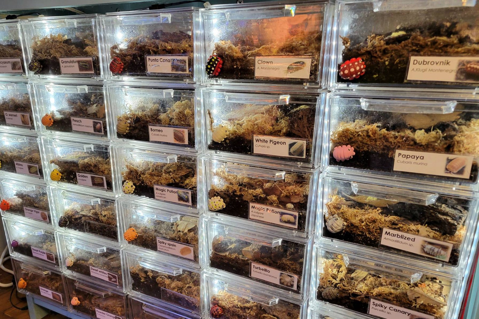 Isopod Bin Label Flair Armadillidums - Etsy