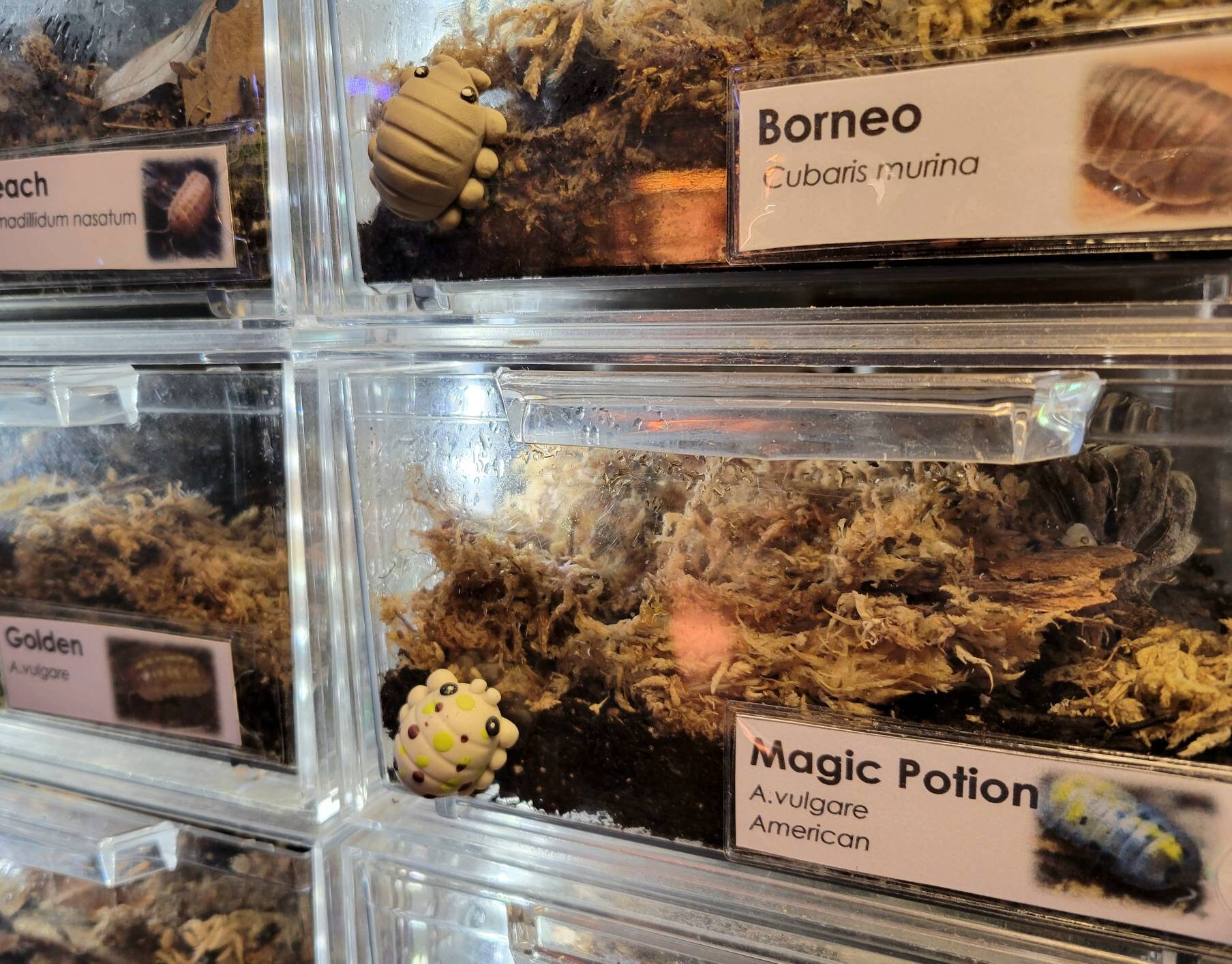 Isopod Bin Label Flair Porcellio & Porcellionides - Etsy