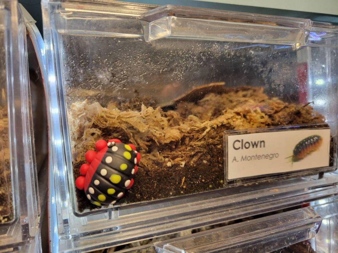 Isopod Bin Label Flair Armadillidums - Etsy