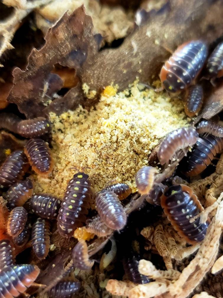 Isopod Food Arthro-pro Protein Blend | Etsy