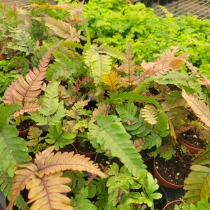 Mini Pixie Fern Plants (6 Pack) (2" Pots) Terrariums Fairy Gardens ...
