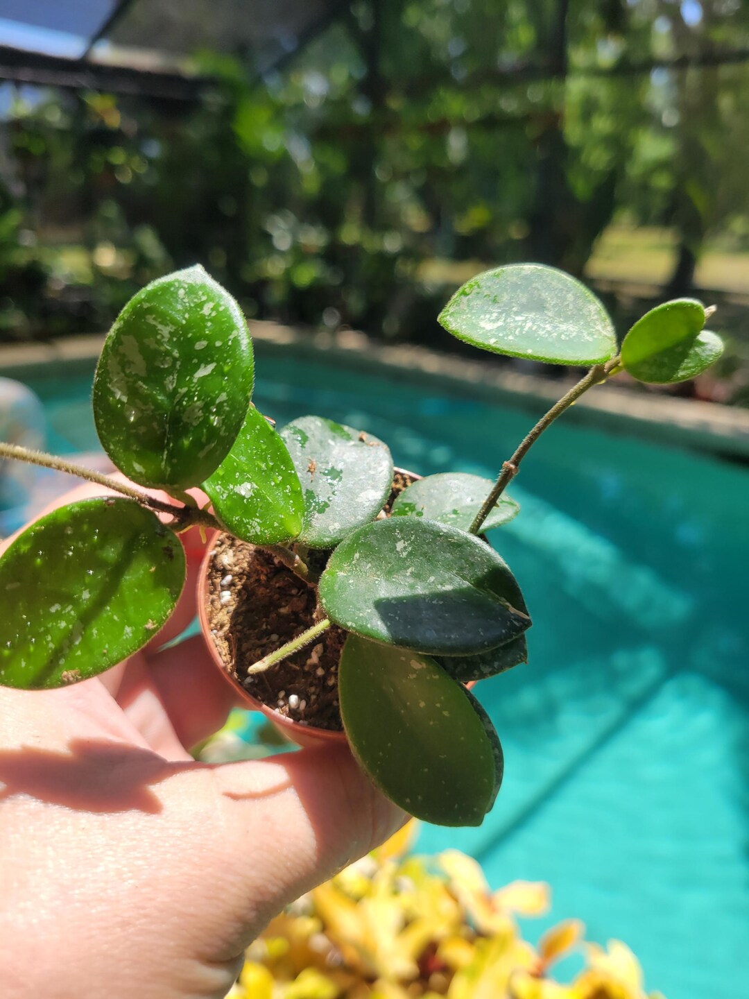 Hoya Mathilde Splash 2" - Etsy