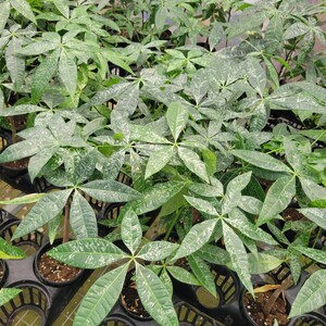 Variegated Money Tree - Etsy
