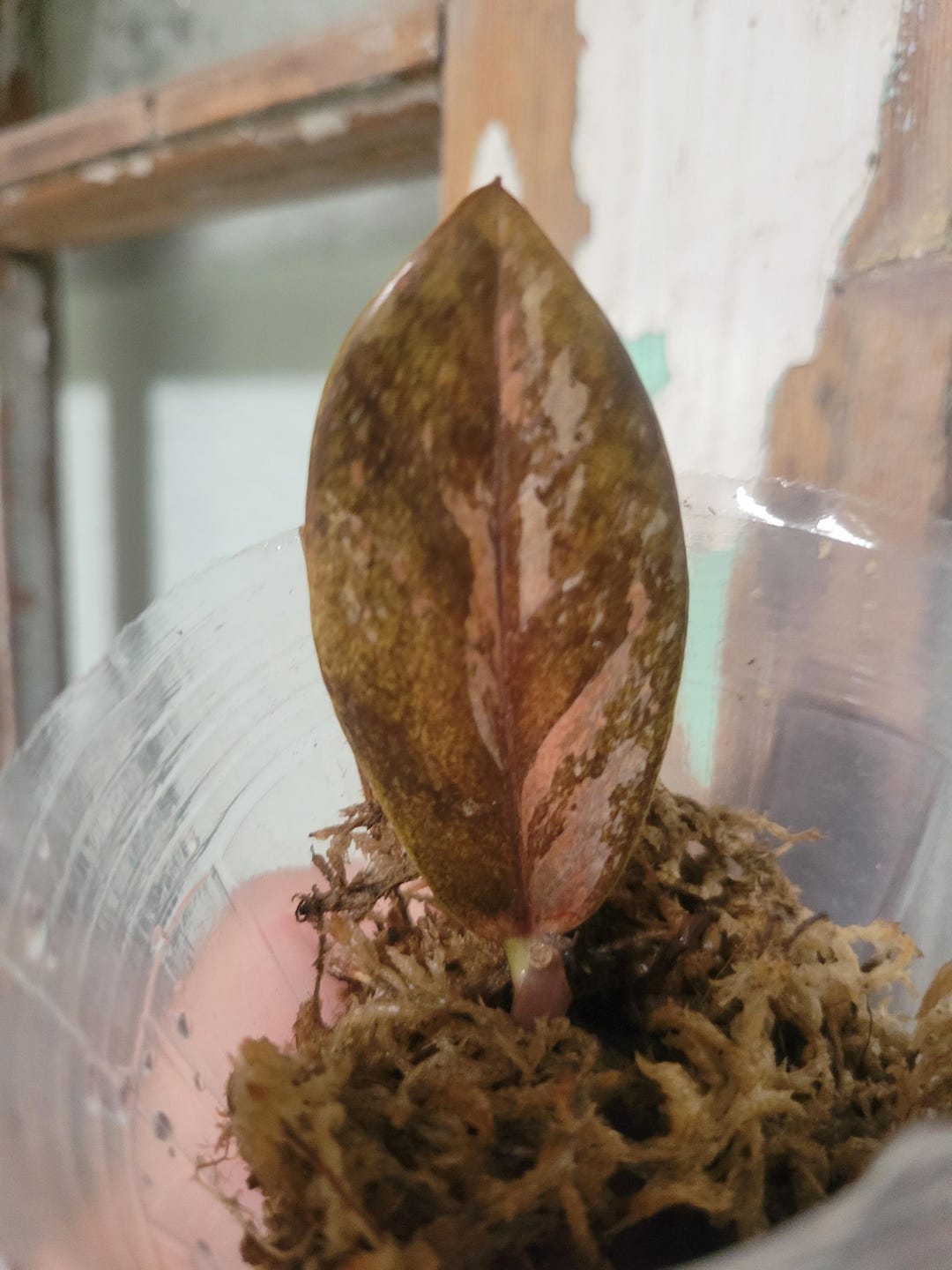 Variegated Zz Pink Raven #g - Etsy