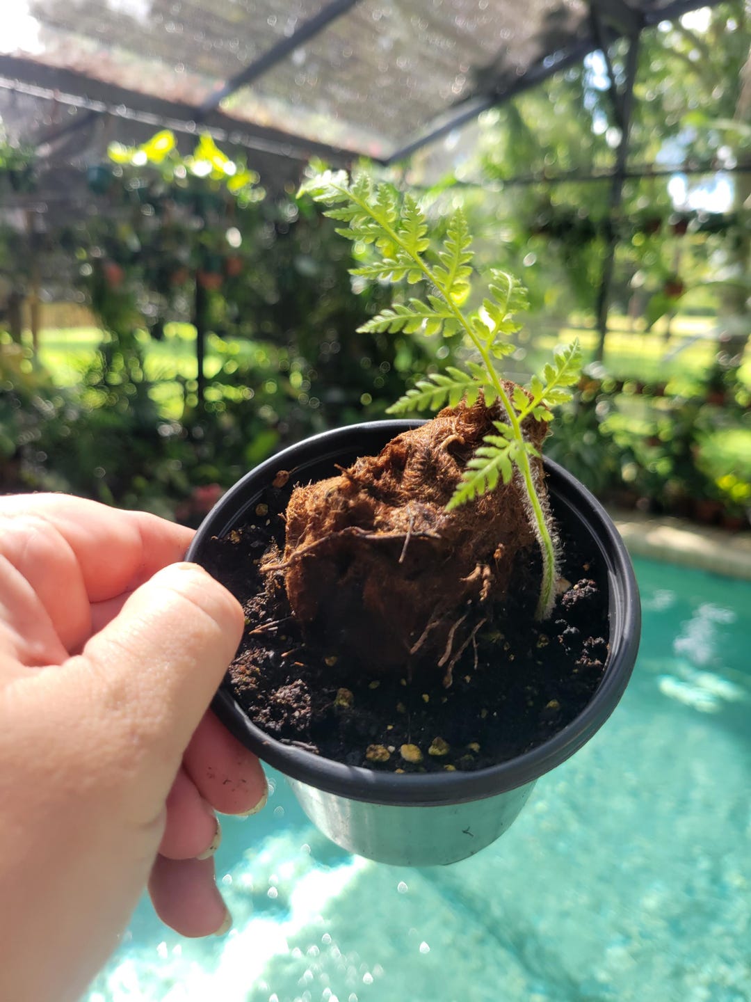 Sprouted Active Chicken Fern - Etsy