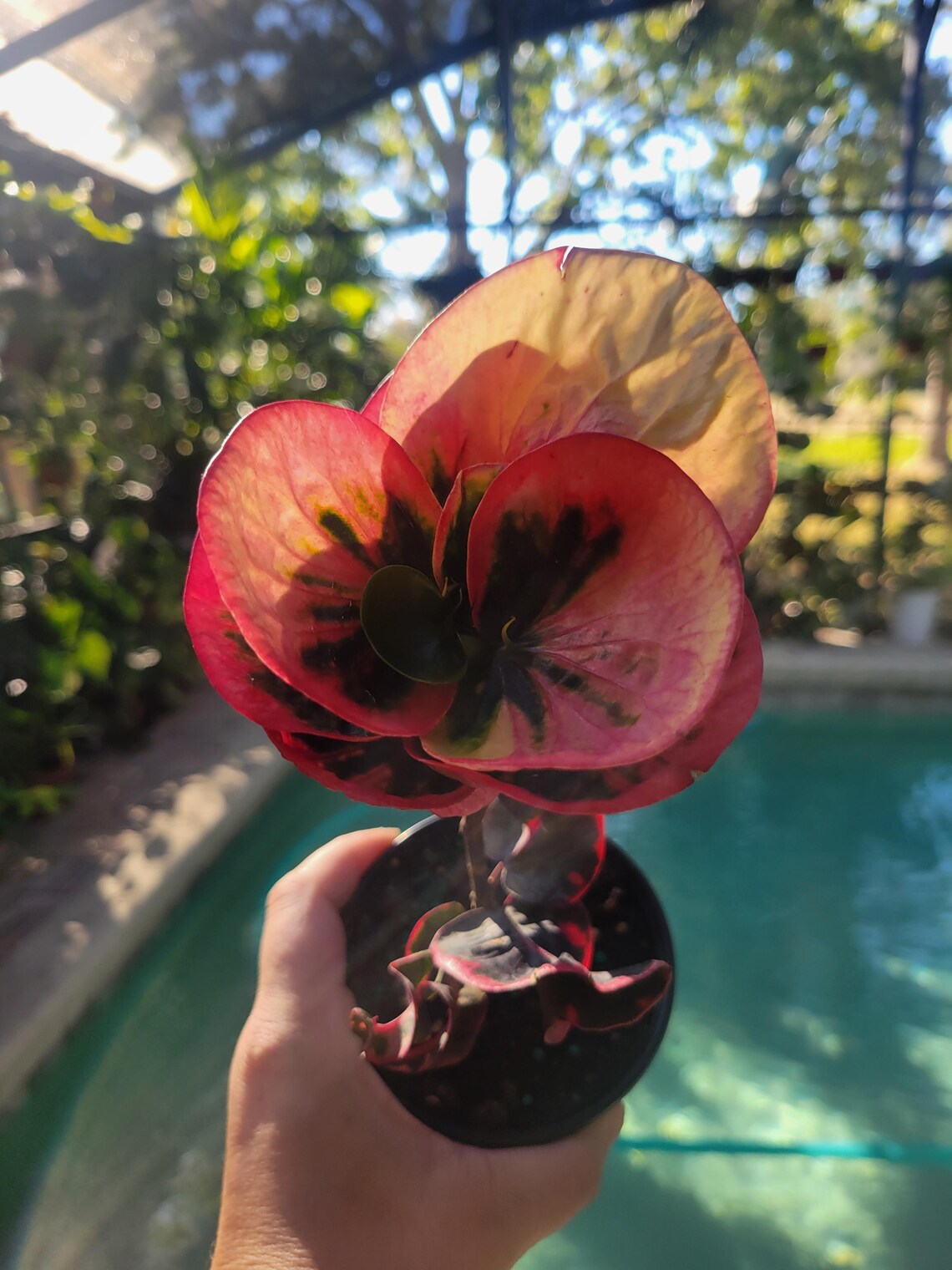 Rose Apple Croton - Etsy