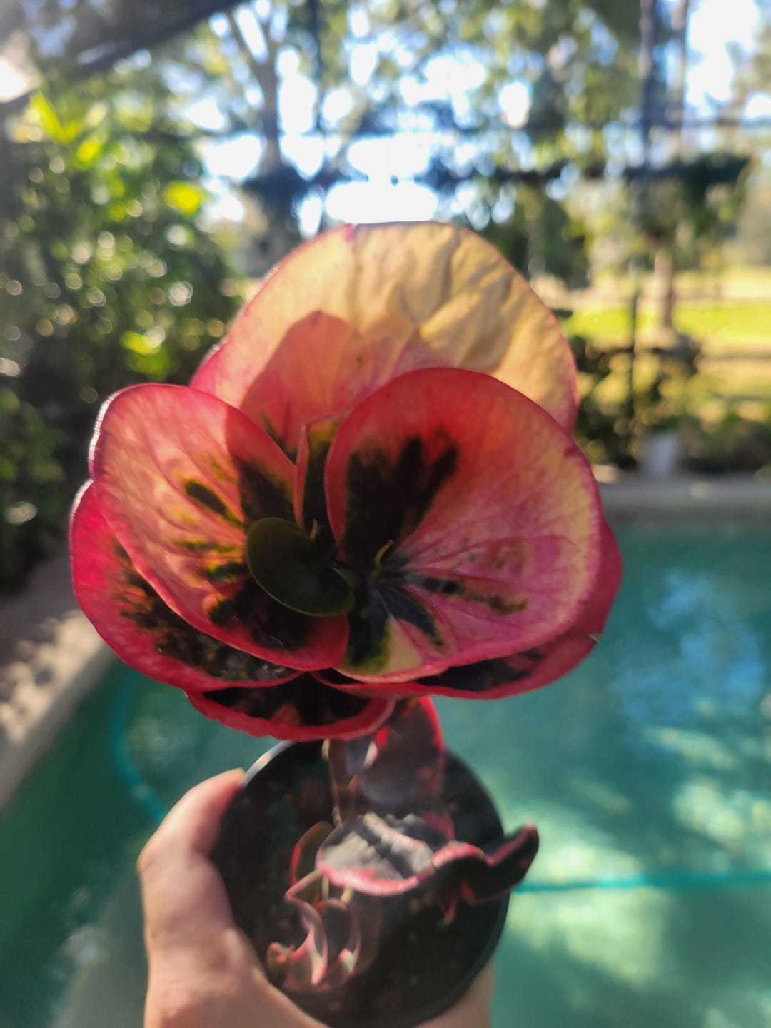 Rose Apple Croton - Etsy