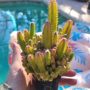 Fairy Tale Cactus - Etsy