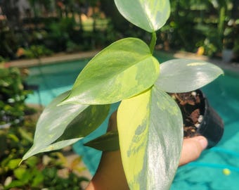 Variegated ‘silver Sword’ Philodendron | Rooted Mid-cuts With Leaves ...