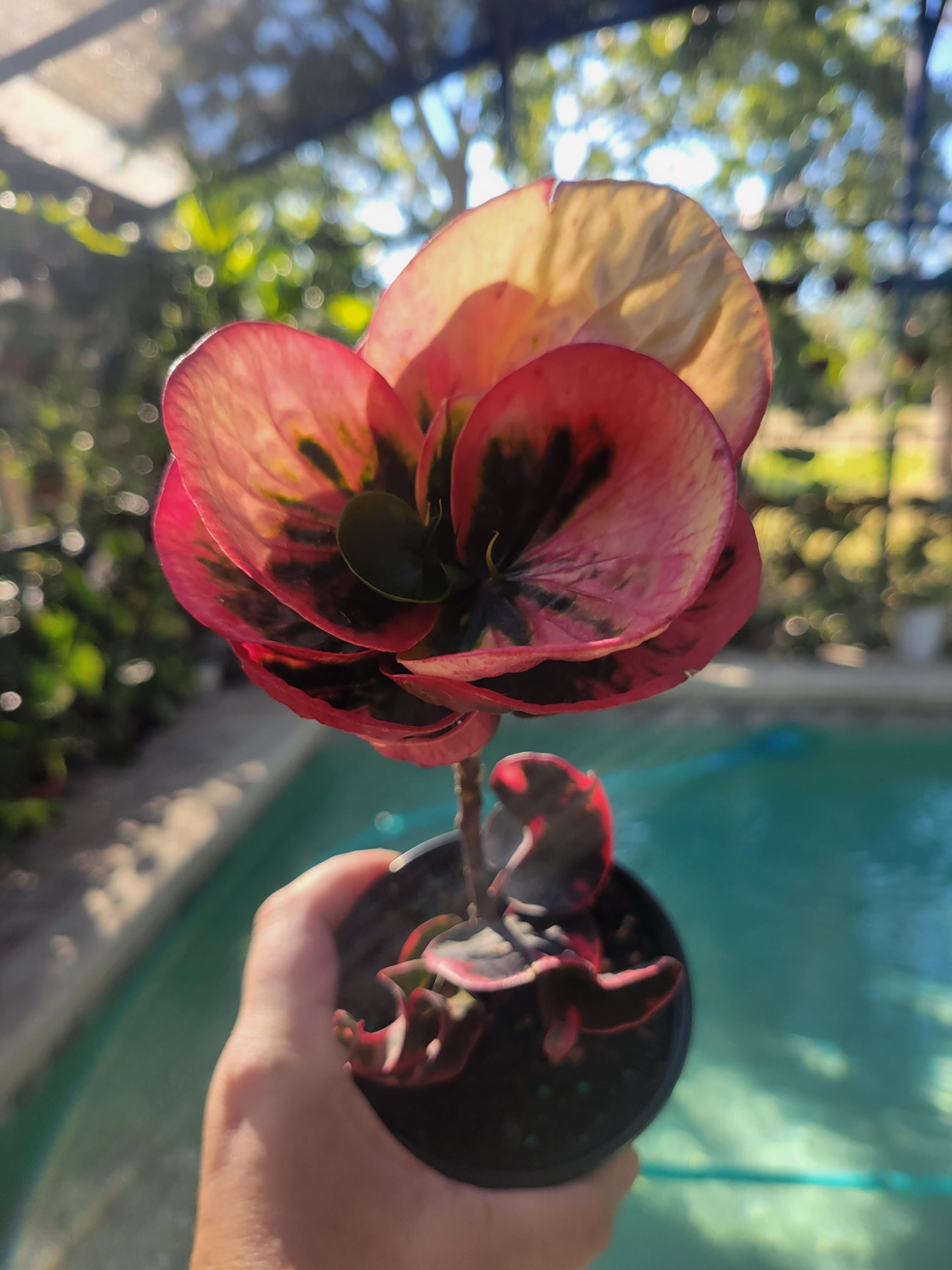 Rose Apple Croton - Etsy