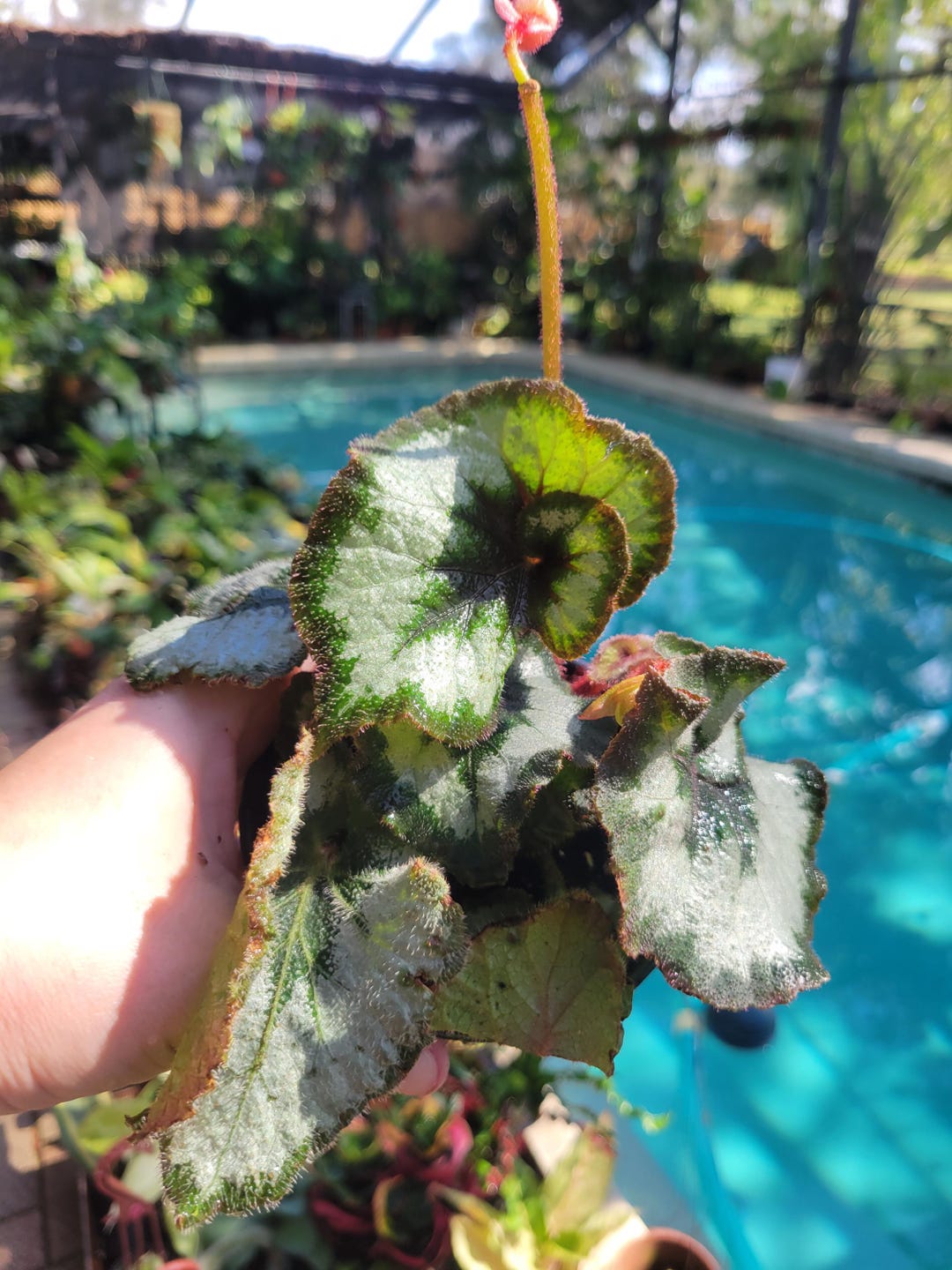 Begonia Escargot Blue Sheen Iridescent Flash - Etsy