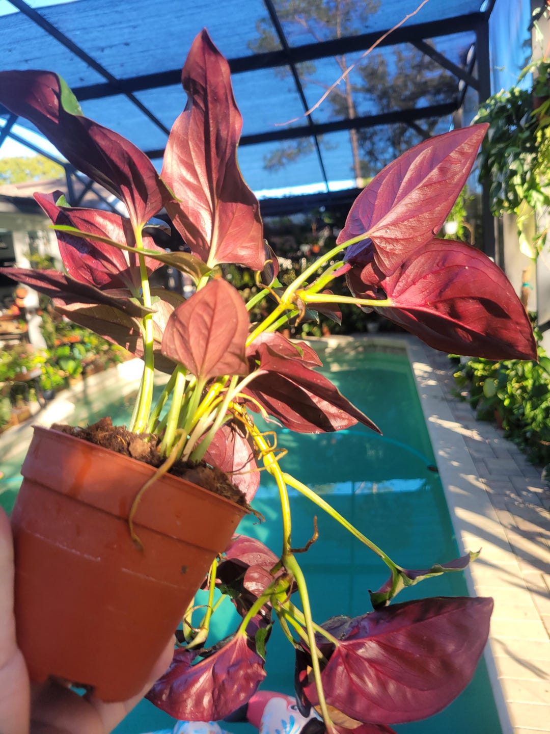 Syngonium Llano Carti Road Red Arrow - Etsy