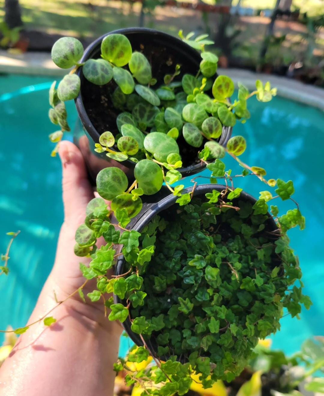 String of Turtles and String of Frogs - Etsy