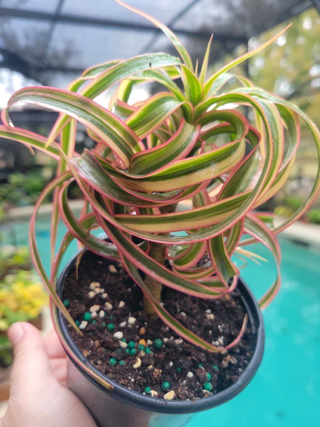 Dracena Cinta Baker Tricolor Twisted Mutation Mutant - Etsy