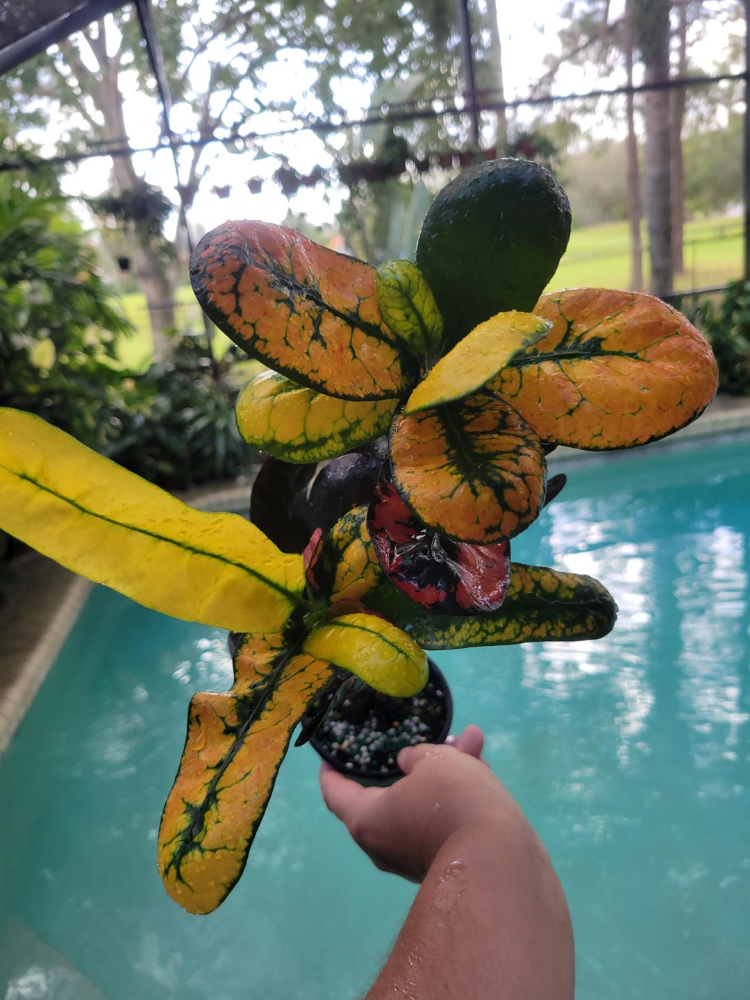 Rare Croton Tang Hoo - Etsy