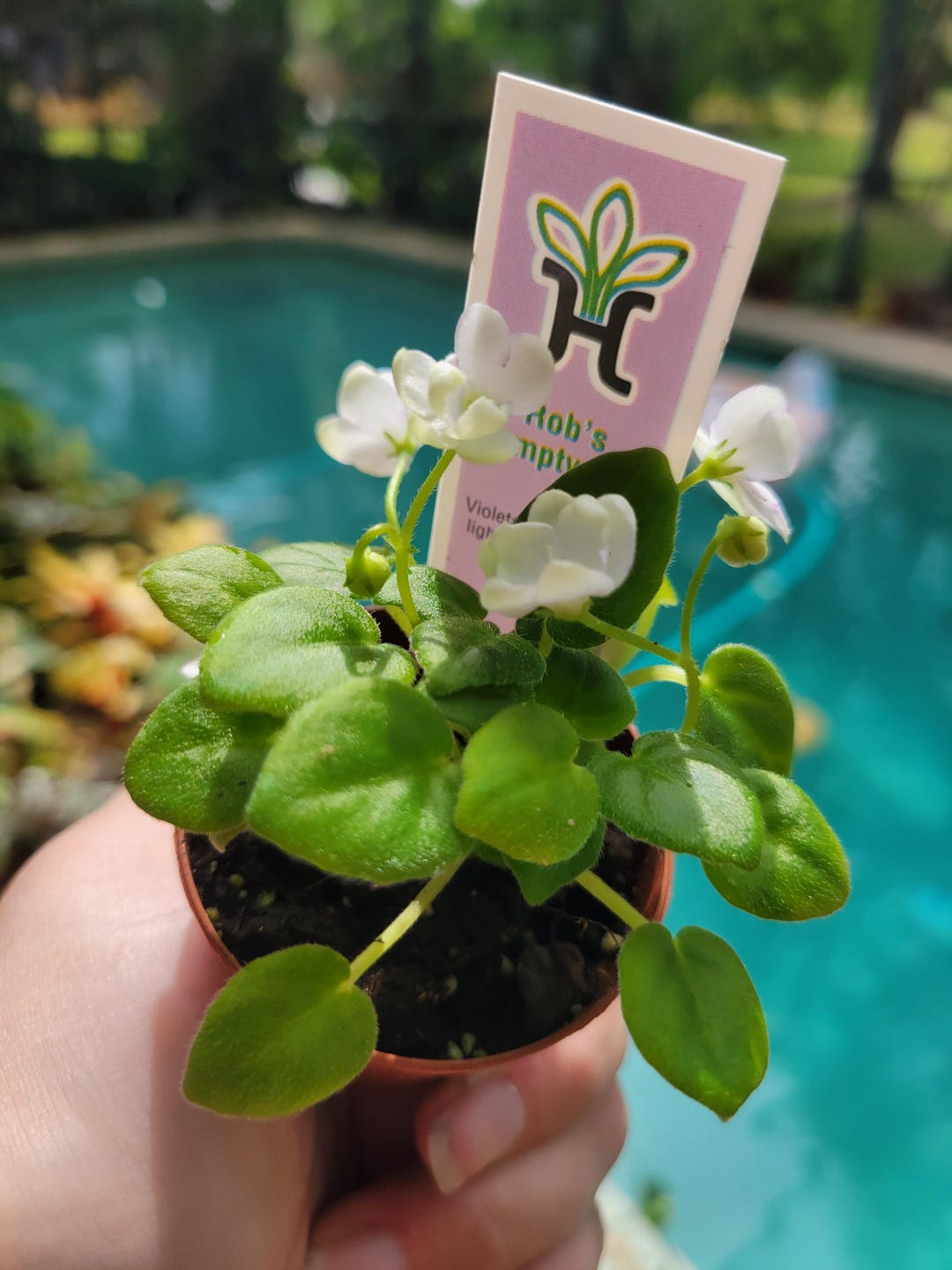Mini African Violet Rob's Humpty Doo - Etsy