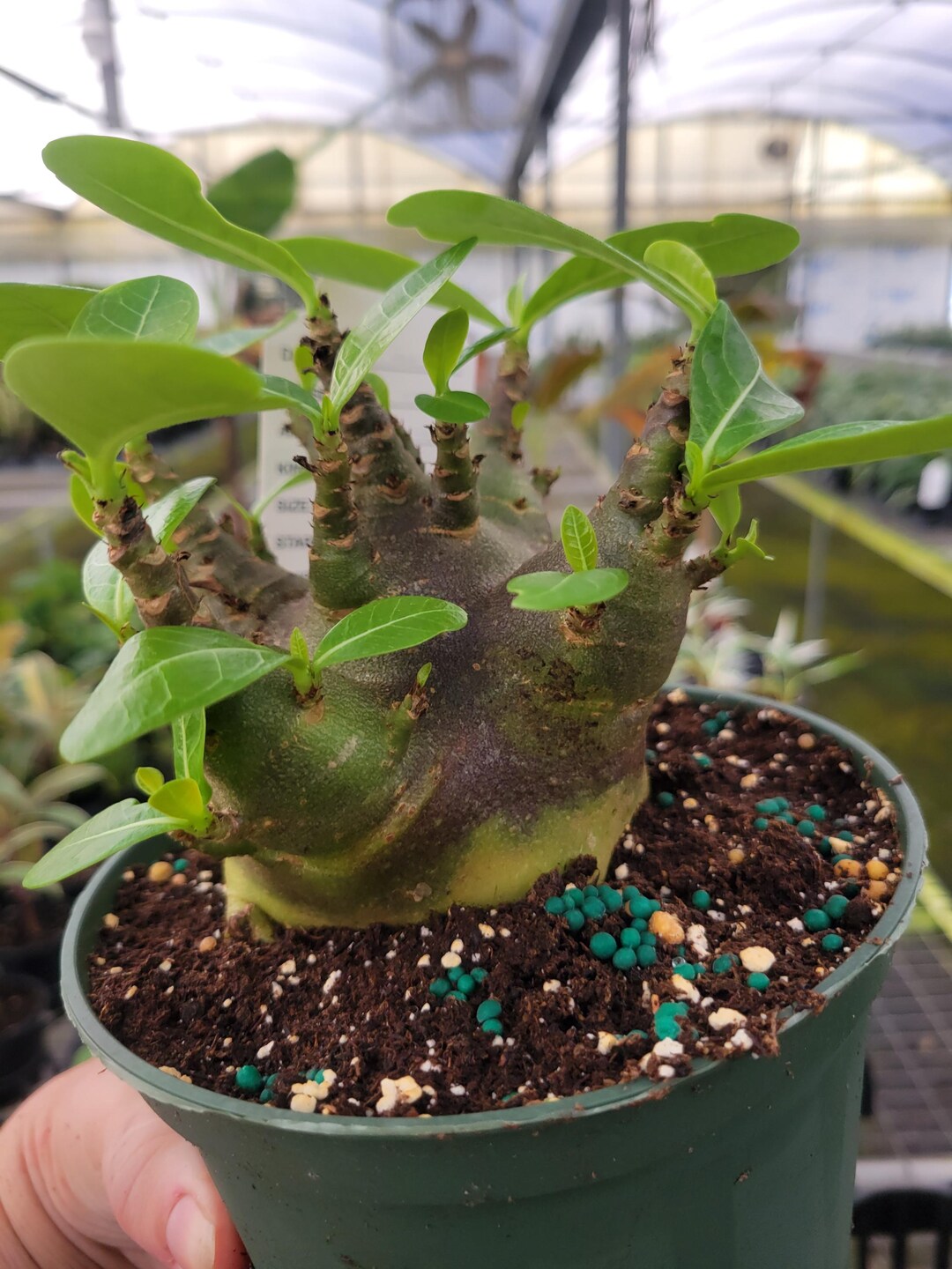 6 Large Adenium Zombie - Etsy
