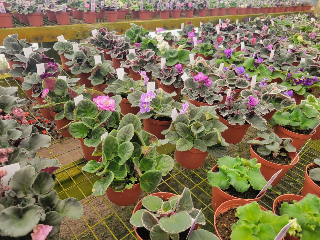 African Violet *random* *mystery* (6) Bulk 4" African Violet - Etsy