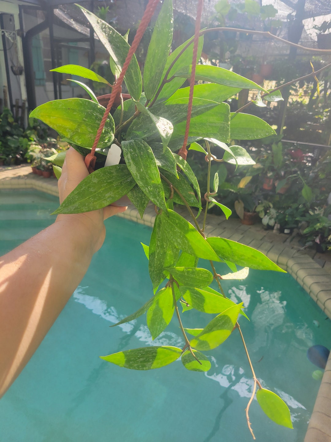 6" Trailing Hoya Rangsan Splash - Etsy