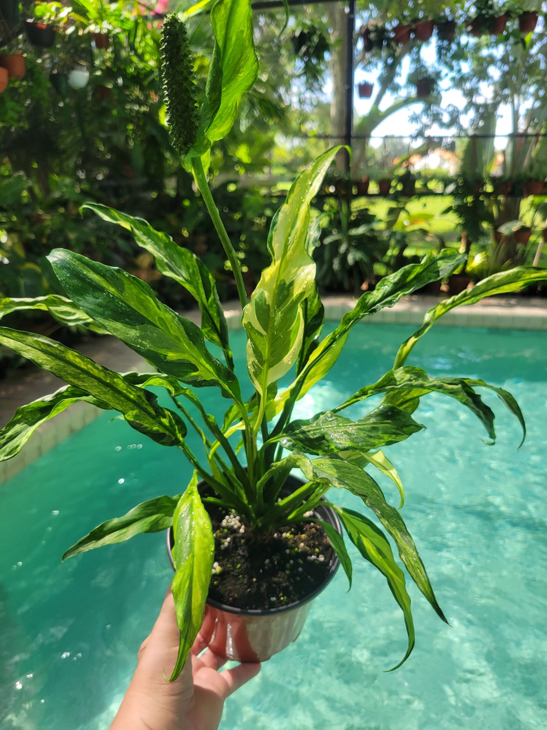 Spathiphyllum Variegated Yellow Mutant Peace Lily - Etsy