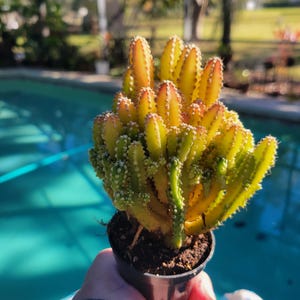 Fairy Tale Cactus - Etsy