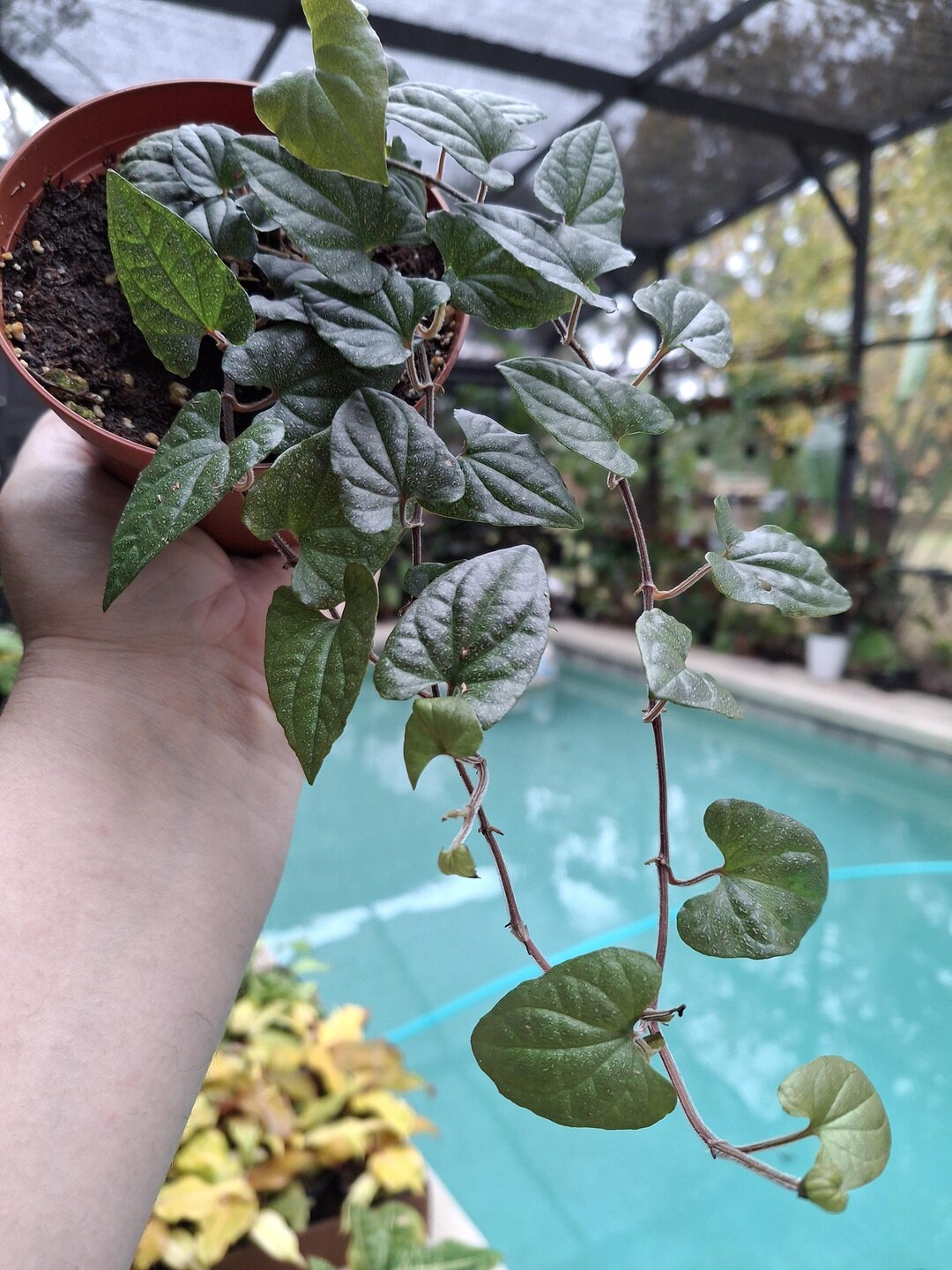 Piper Silver Fleck Flecks - Etsy