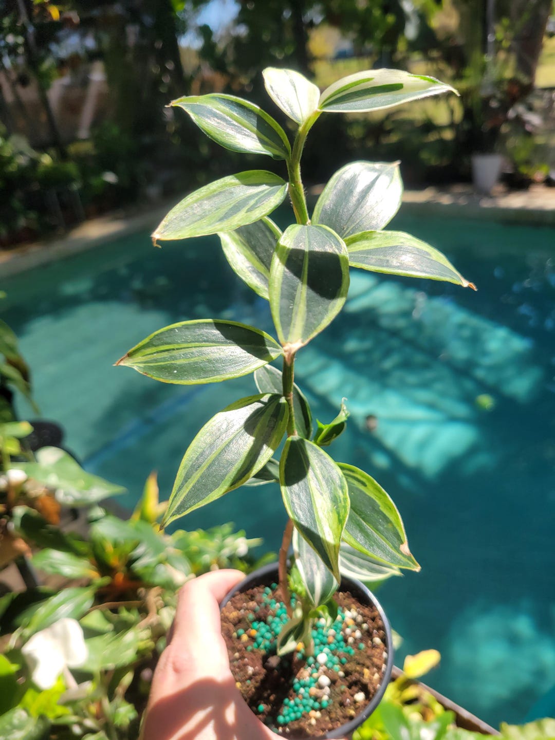Costus Spiral Ginger Variegated Mint Green - Etsy