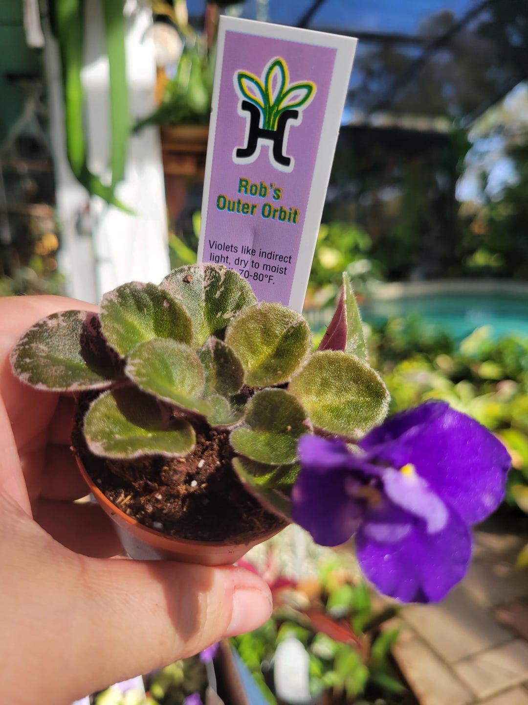 Mini Violet Variegated Rob's Outer Orbit - Etsy