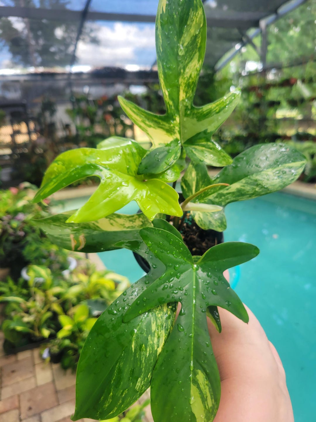 Philodendron Variegated Florida Beauty - Etsy